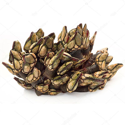 Percebes de Galicia - Mardelia